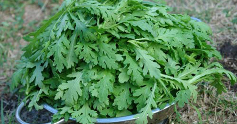 Rau cải cúc được mệnh danh là 'rau hoàng đế' vì những lý do này